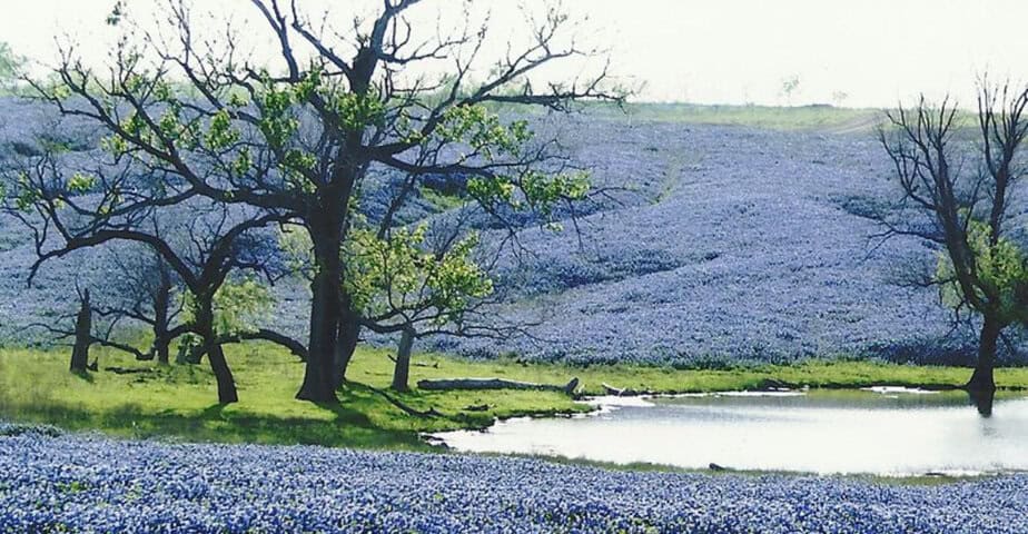 These 10 Texas Spots Turn Into Seas of Bluebonnets Every Spring